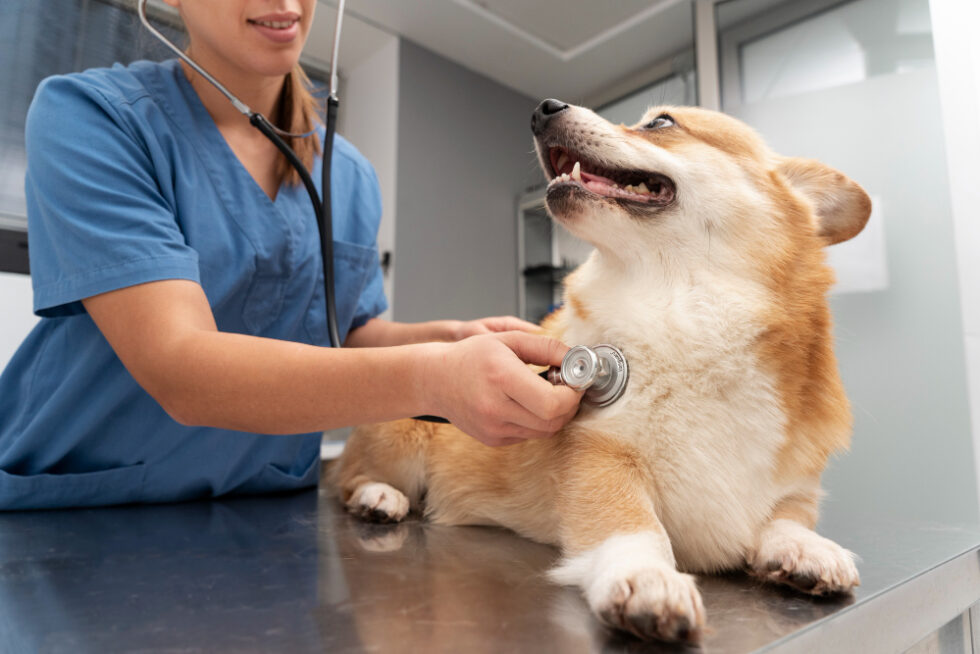 Canton, MI 48188 Veterinary Services | Advanced Veterinary Care Group